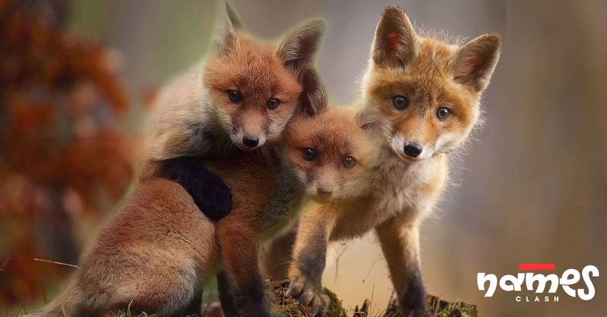 480+ Fox Names with Generator - Names Clash