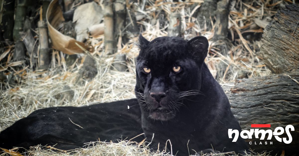 480+ Panther Names with Generator - Names Clash