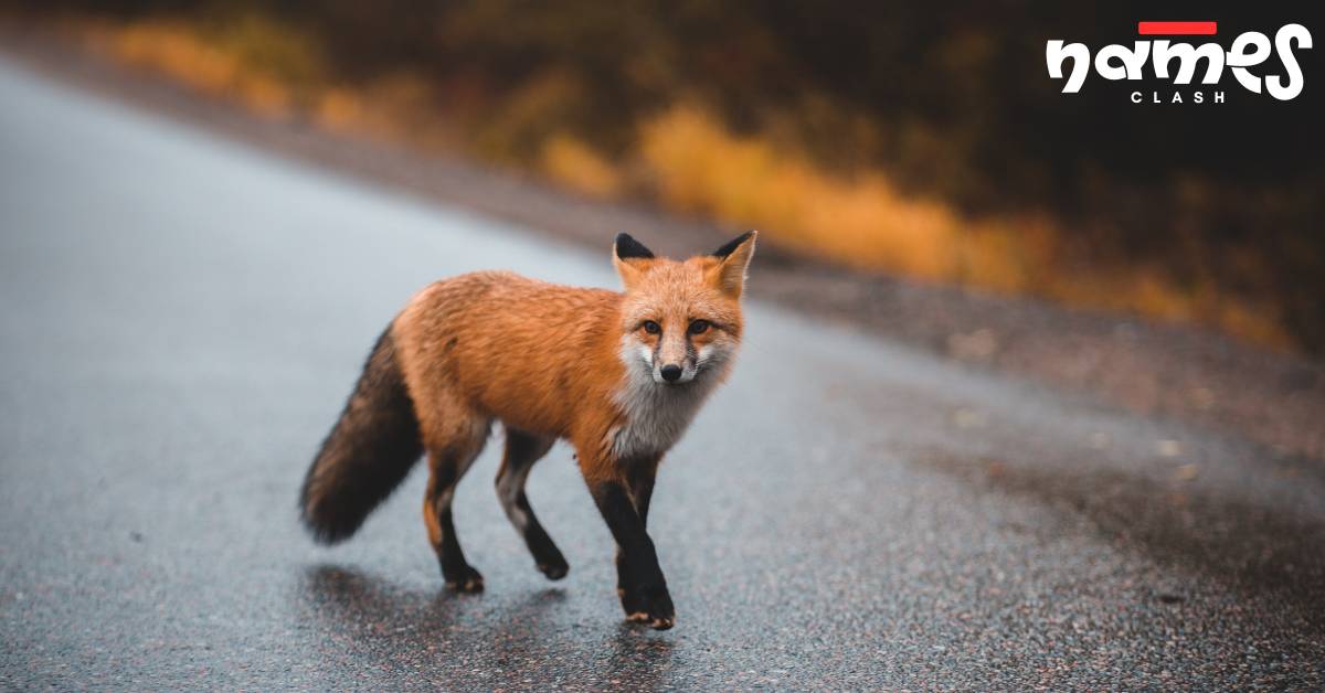 480+ Fox Names with Generator - Names Clash