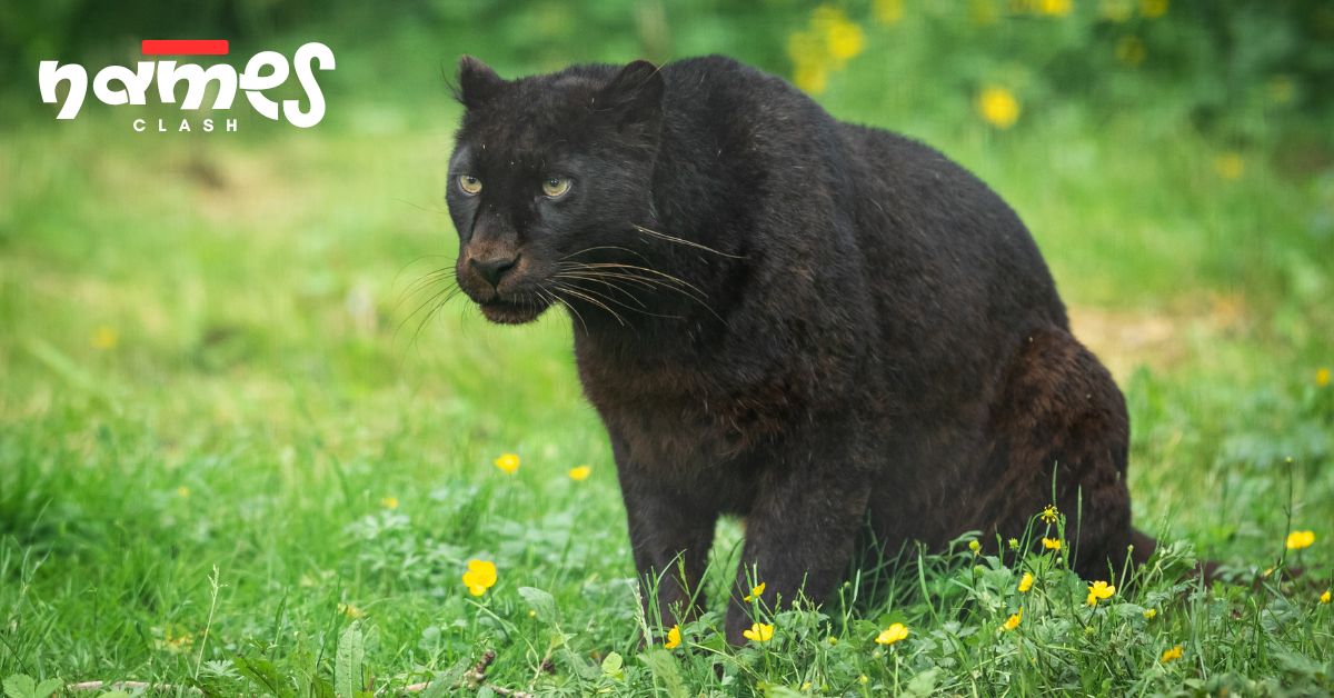 480+ Panther Names with Generator - Names Clash