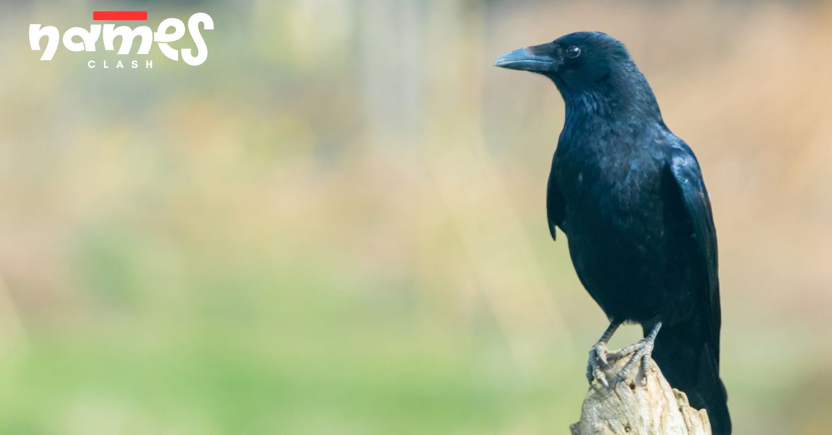 400+ Crow Names with Generator - Names Clash