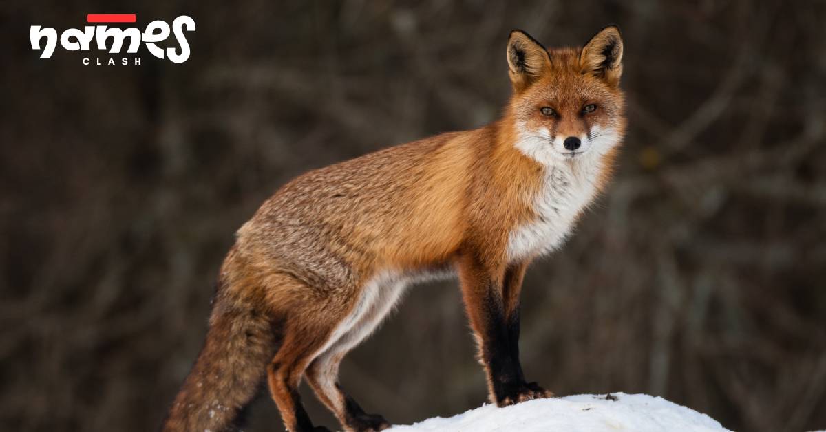 480+ Fox Names with Generator - Names Clash