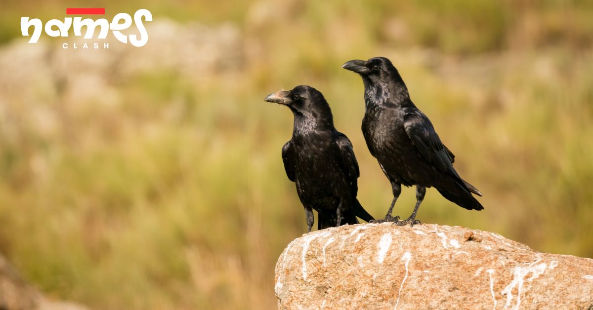 400+ Crow Names with Generator - Names Clash