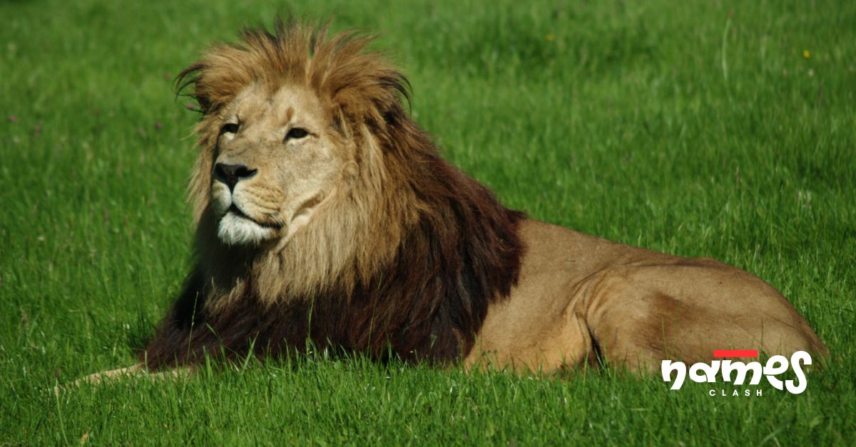 585+ LION NAMES With Ai Generator - Names Clash
