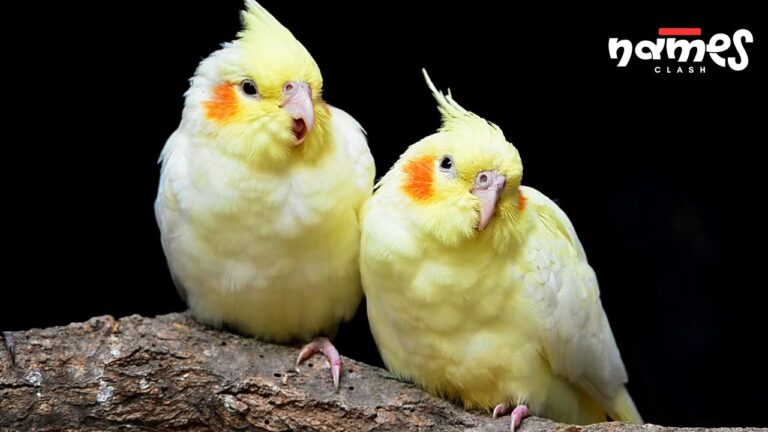 460 Cockatiel Names With Ai Generator - Names Clash