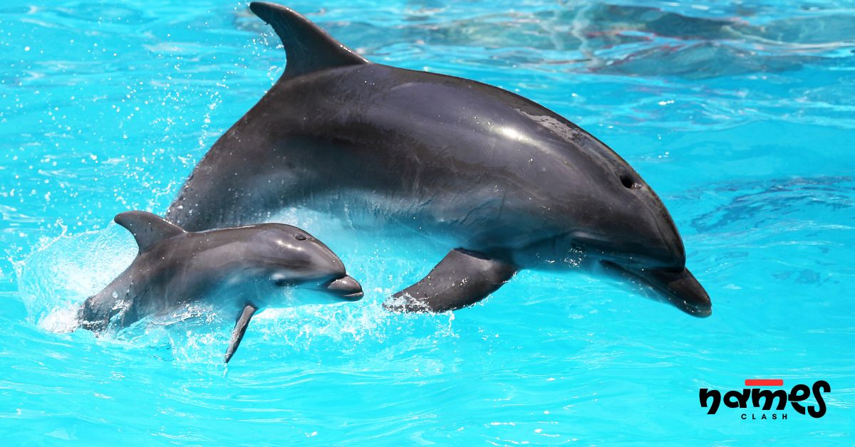 340 Funny Dolphin Names With AI Generator - Names Clash