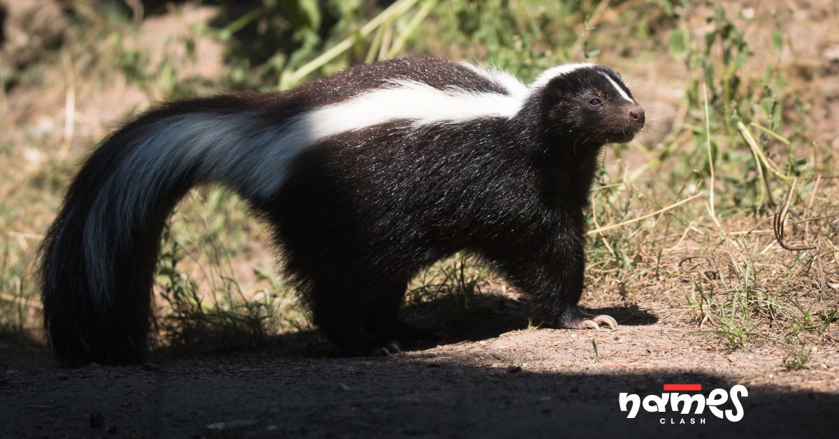 Find Most Unique 580 Skunk Names With AI Generator - Names Clash