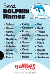 340 Funny Dolphin Names With AI Generator - Names Clash
