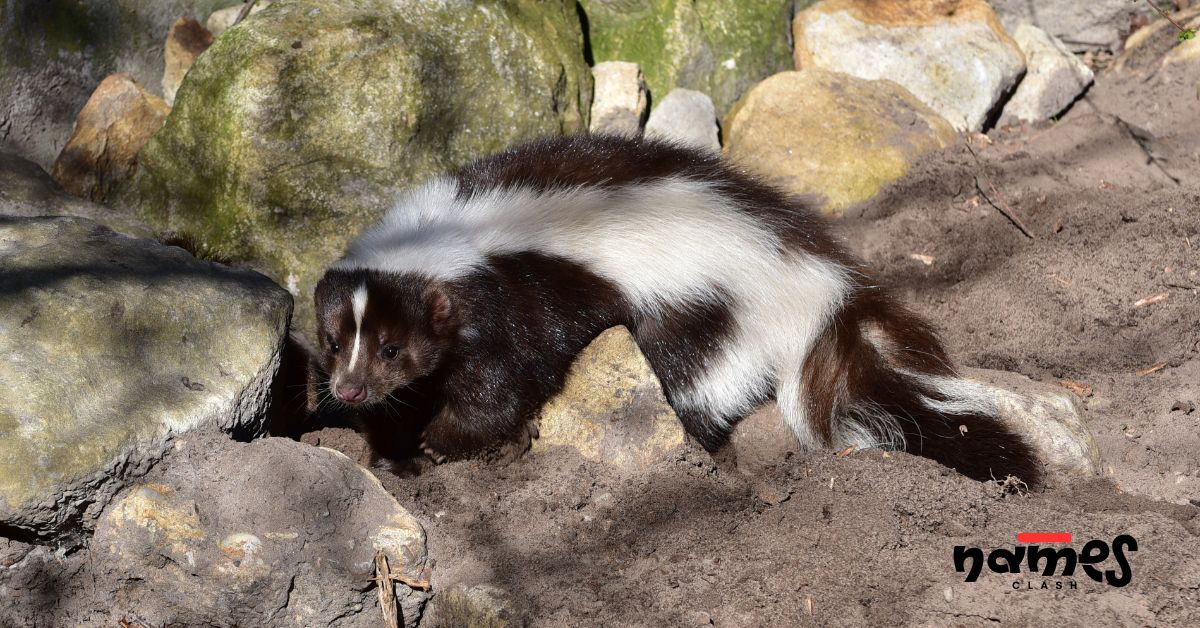 Find Most Unique 580 Skunk Names With AI Generator - Names Clash