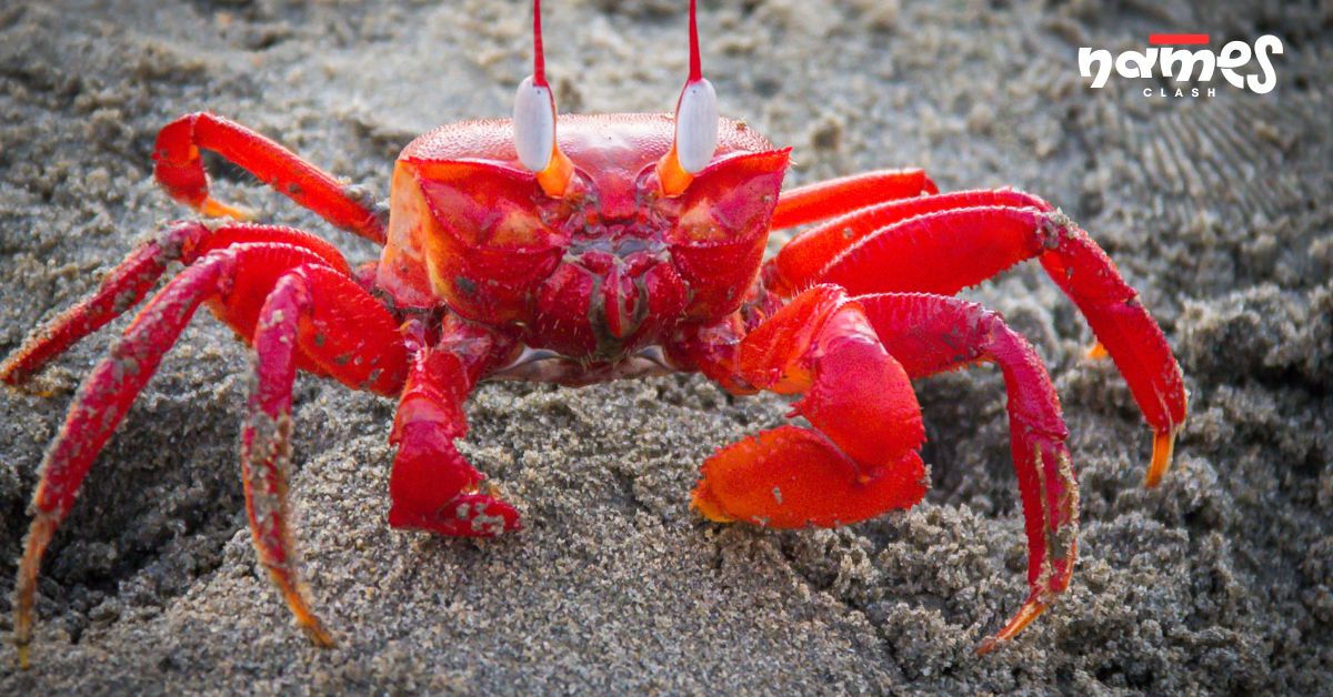 Find Best 420 Crab Names With AI Generator - Names Clash
