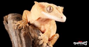 Top 600 Crested Gecko Names With AI Generator - Names Clash