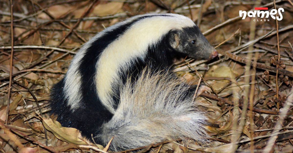 Find Most Unique 580 Skunk Names With AI Generator - Names Clash