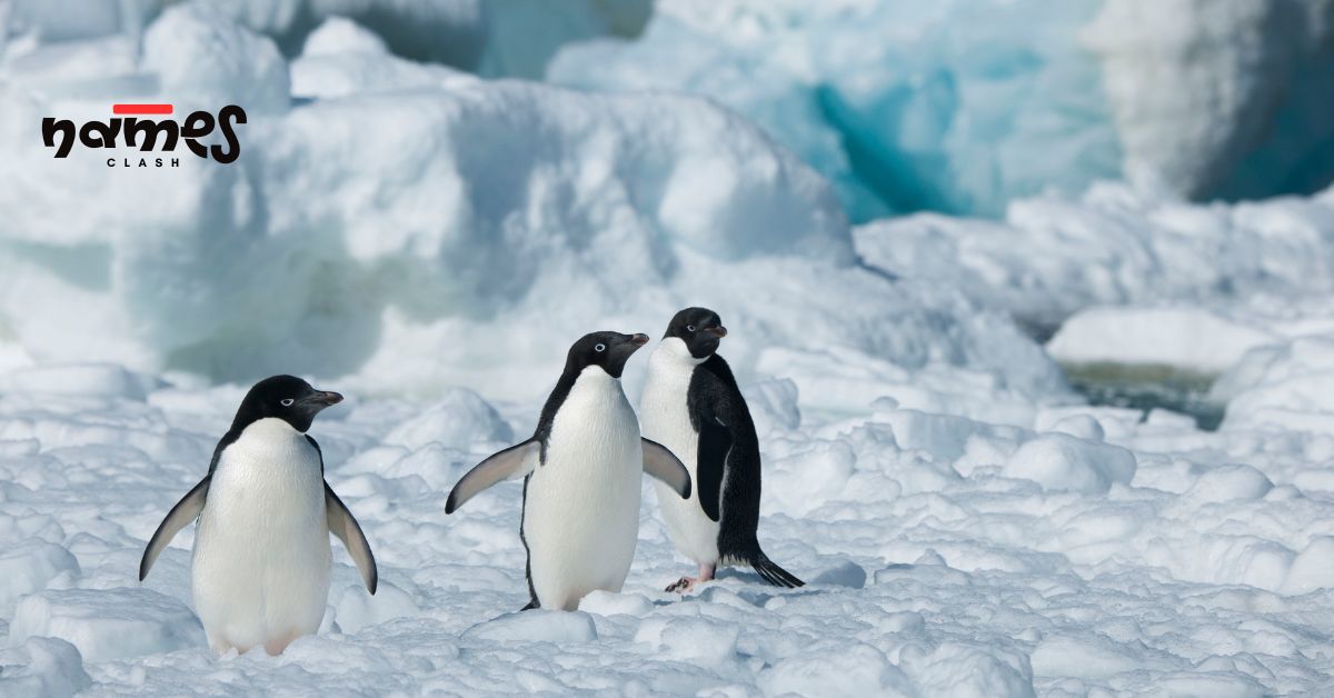 Cute 353 Penguin Names With AI Generator - Names Clash