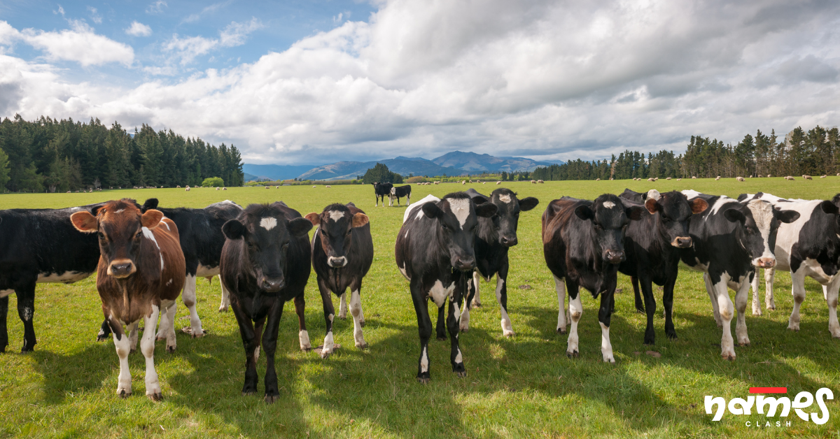 550+ Cow Names With Ai Generator - Names Clash