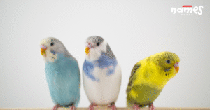 Best 590+ Parakeet Names With Ai Generator - Names Clash