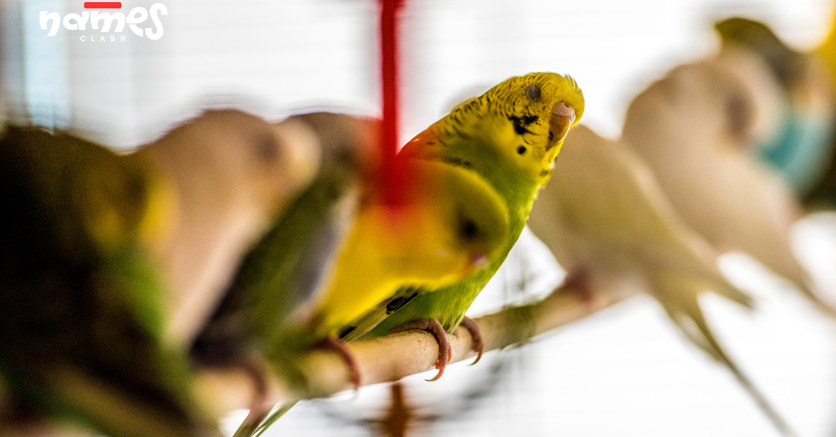 Best 590+ Parakeet Names With Ai Generator - Names Clash