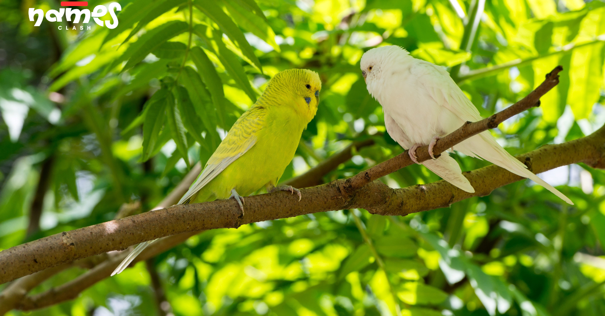 Best 590+ Parakeet Names With Ai Generator - Names Clash